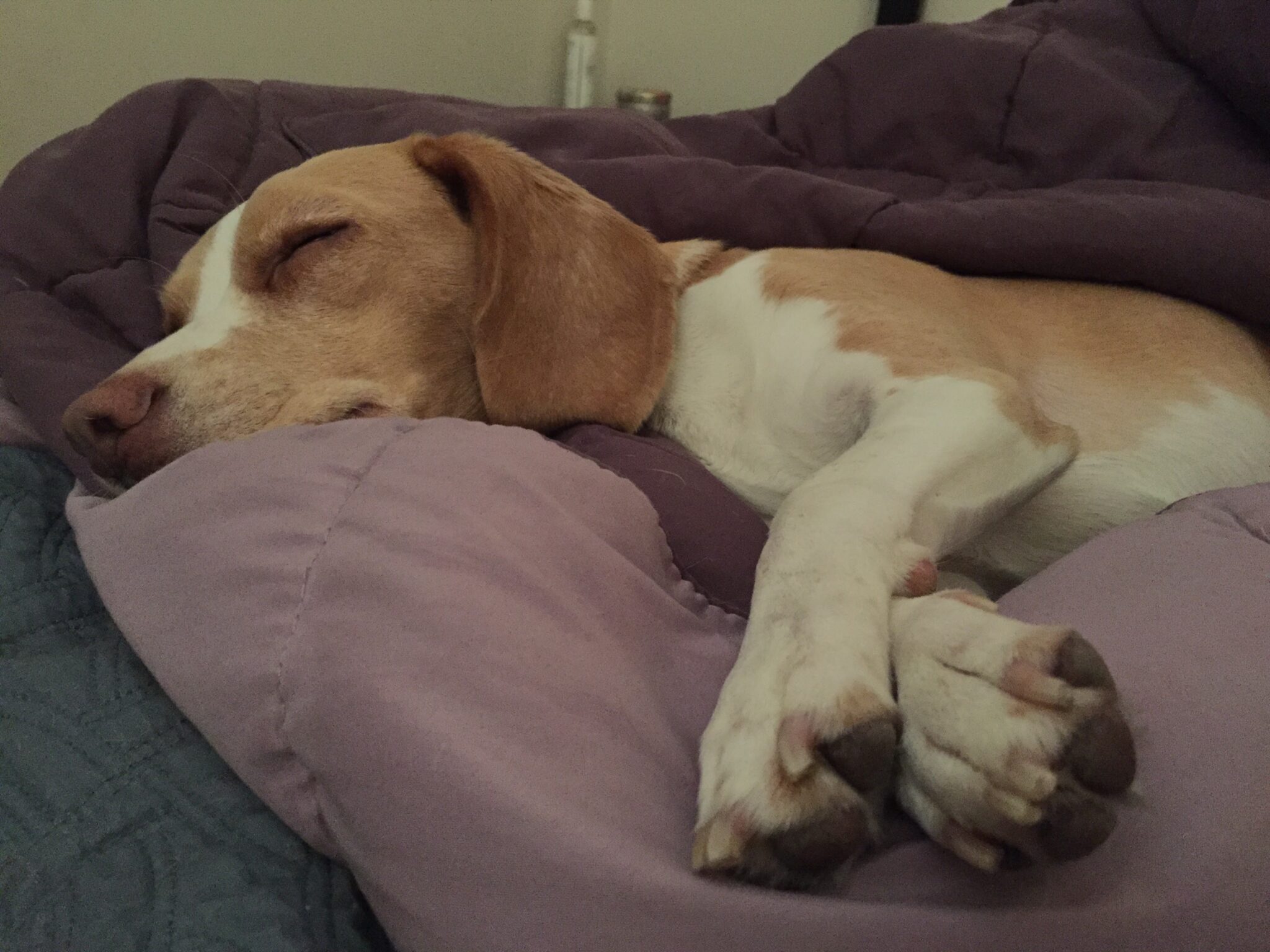 June 2016 Side Hustle Report - $2,496.96 - Financial Panther